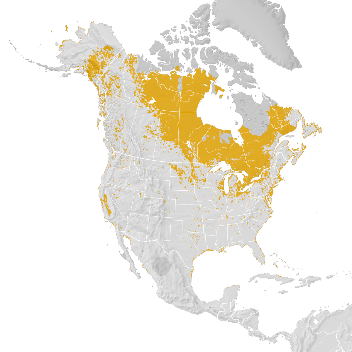 Herring Gull - Range map: Pre-breeding migration - eBird Status and Trends