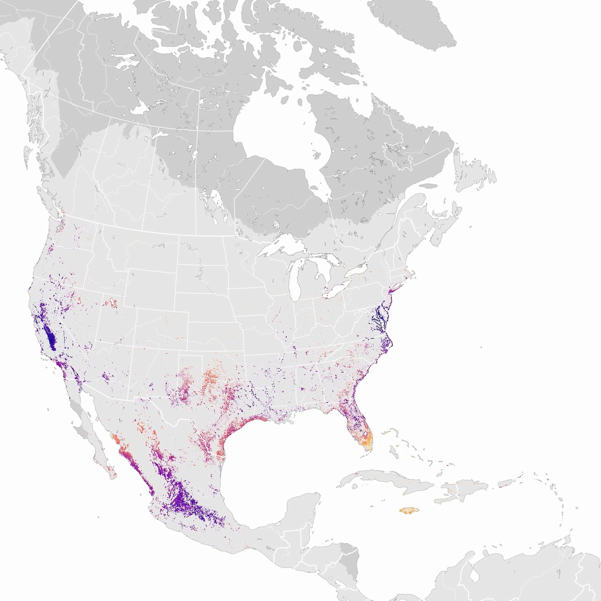 Ruddy Duck - Abundance animation - eBird Status and Trends