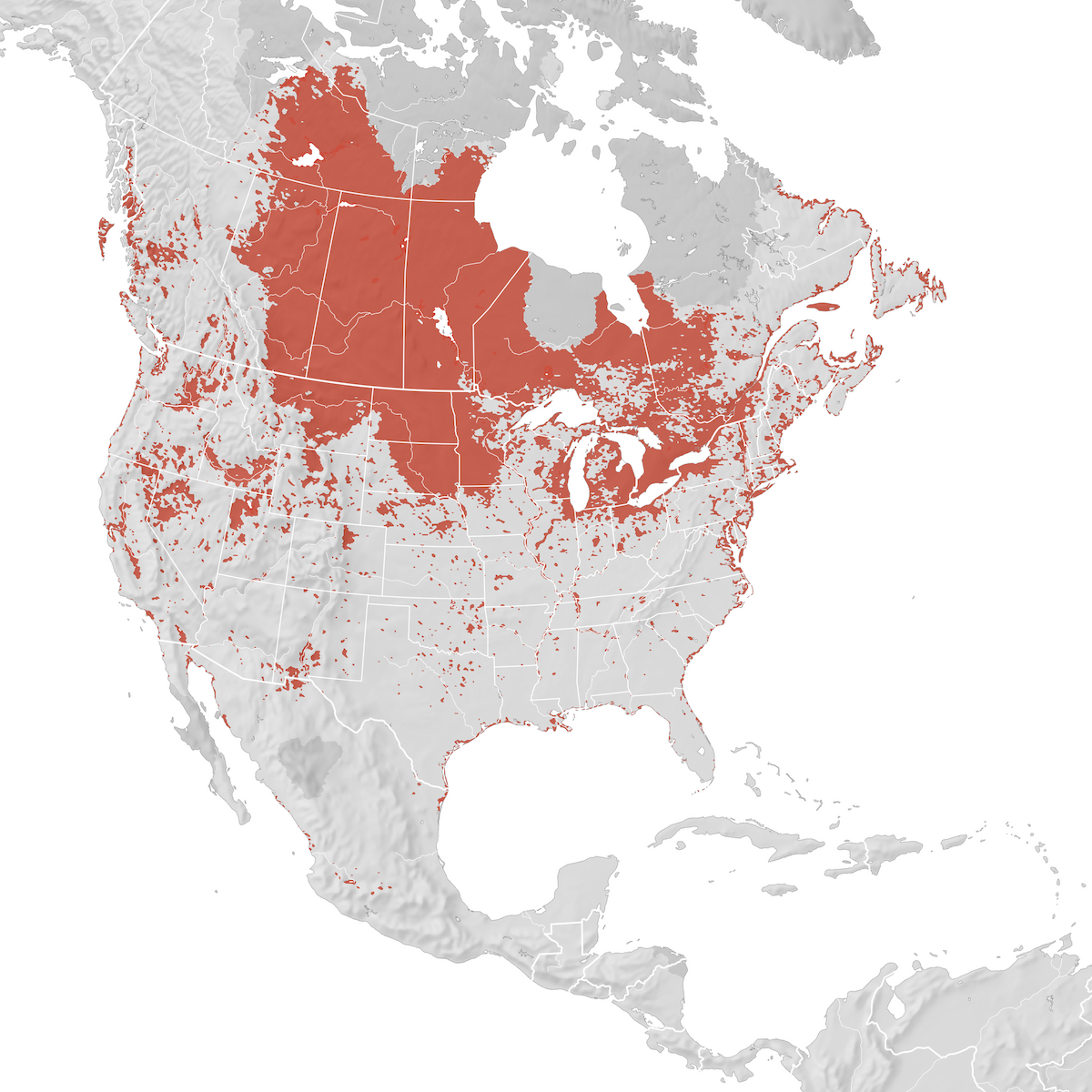 Ring-billed Gull - Range map: Breeding - eBird Status and Trends