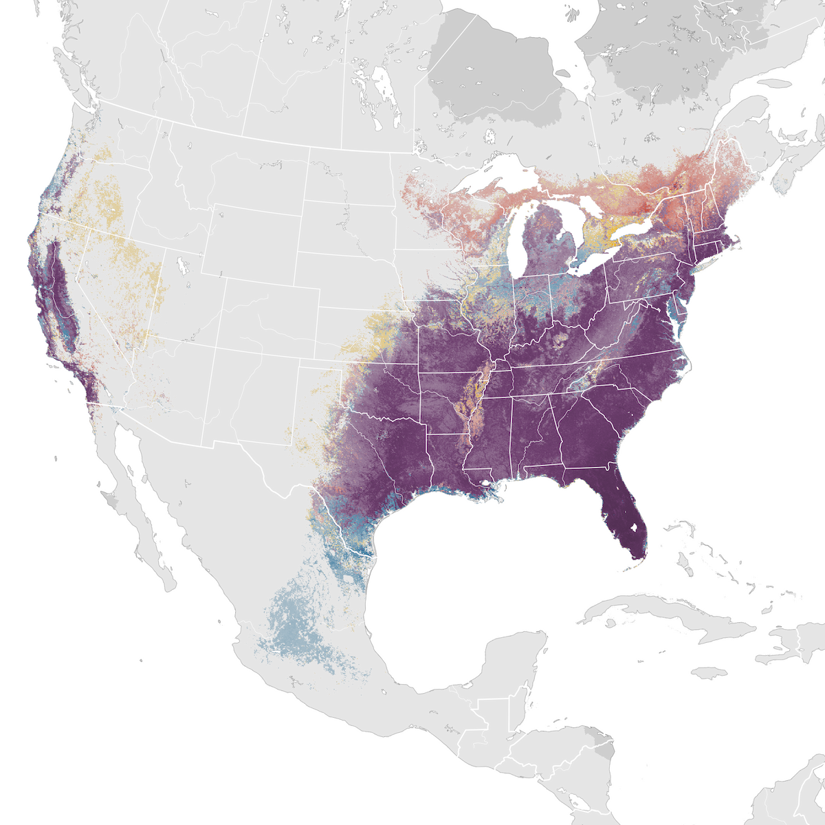 Red-shouldered Hawk - Abundance map - eBird Status and Trends