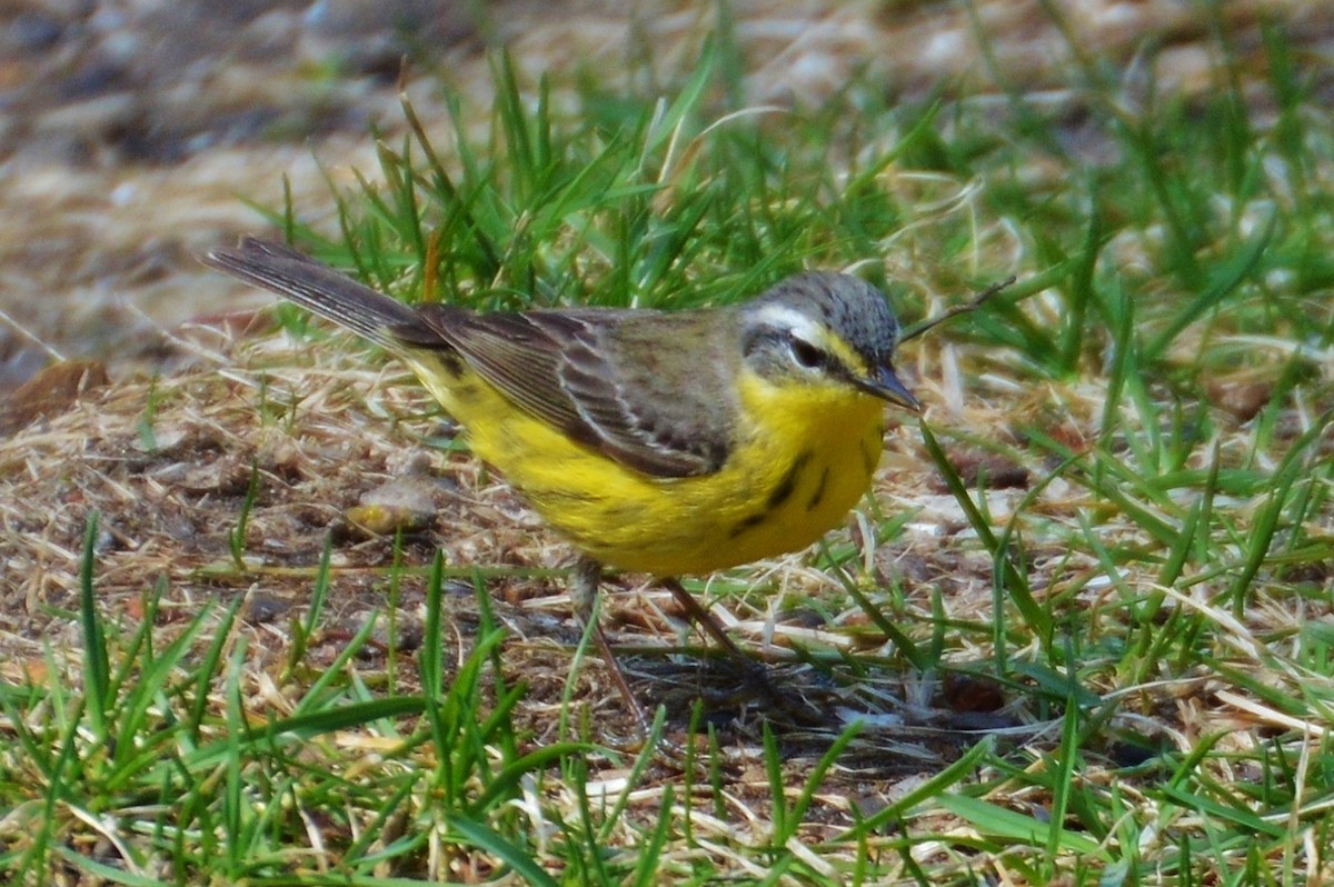 Magnolia x Palm Warbler (hybrid) - eBird