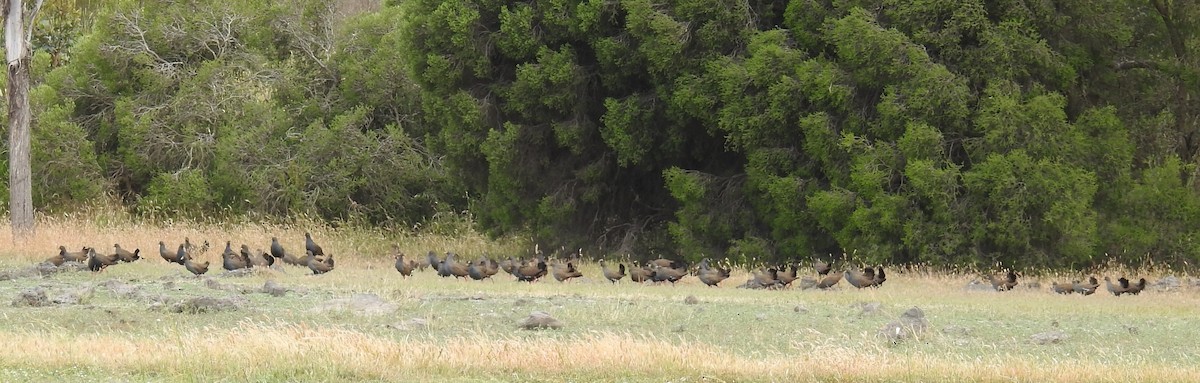 eBird Checklist - 15 Dec 2019 - Lake Goldsmith Wildlife Reserve ...