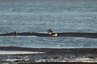 Illustrated Checklist - Tuckerton--Great Bay Bvld WMA Inlet, Ocean ...