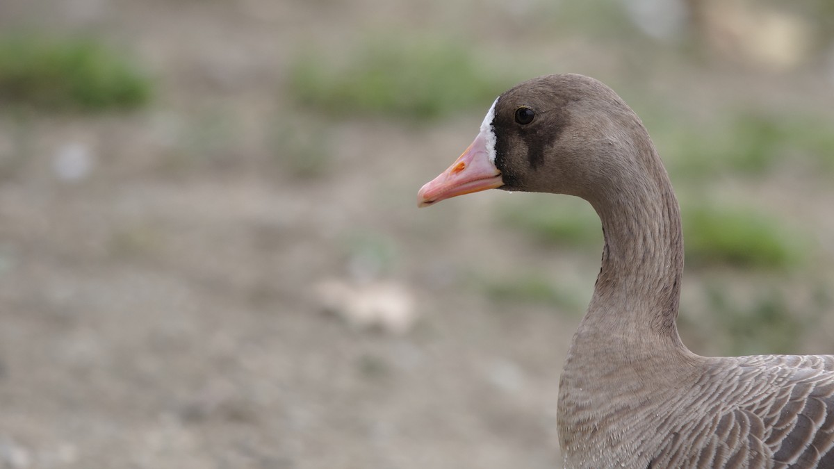 eBird Checklist - 14 Dec 2019 - Legg Lake - 77 species (+2 other taxa)