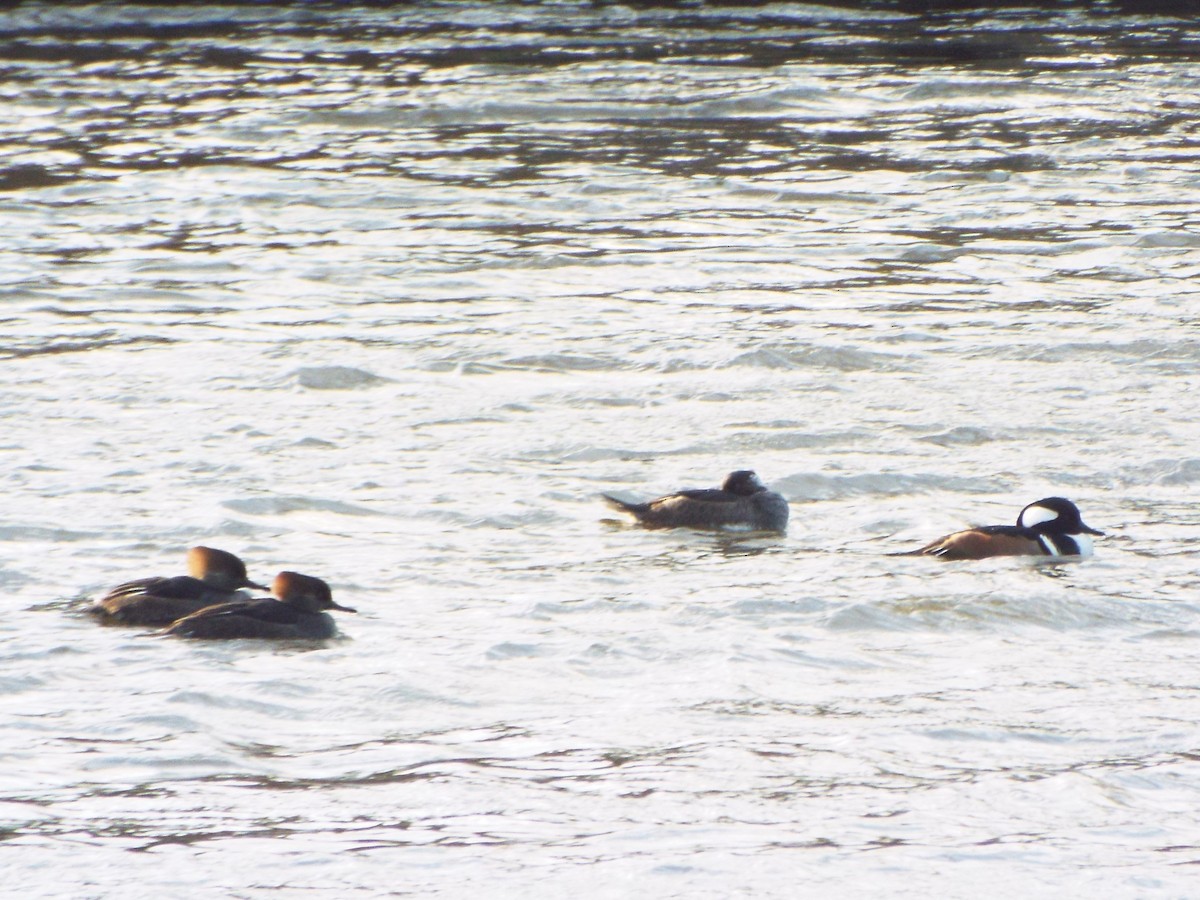 eBird Checklist - 15 Dec 2019 - Mystic River Reservation--Torbert ...