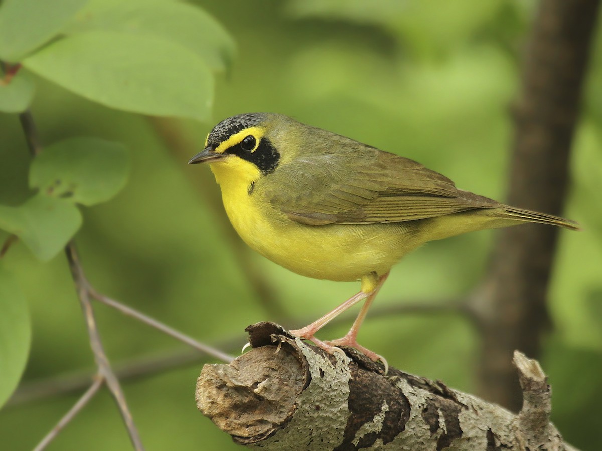 Kentucky Warbler - Geothlypis formosa - Birds of the World