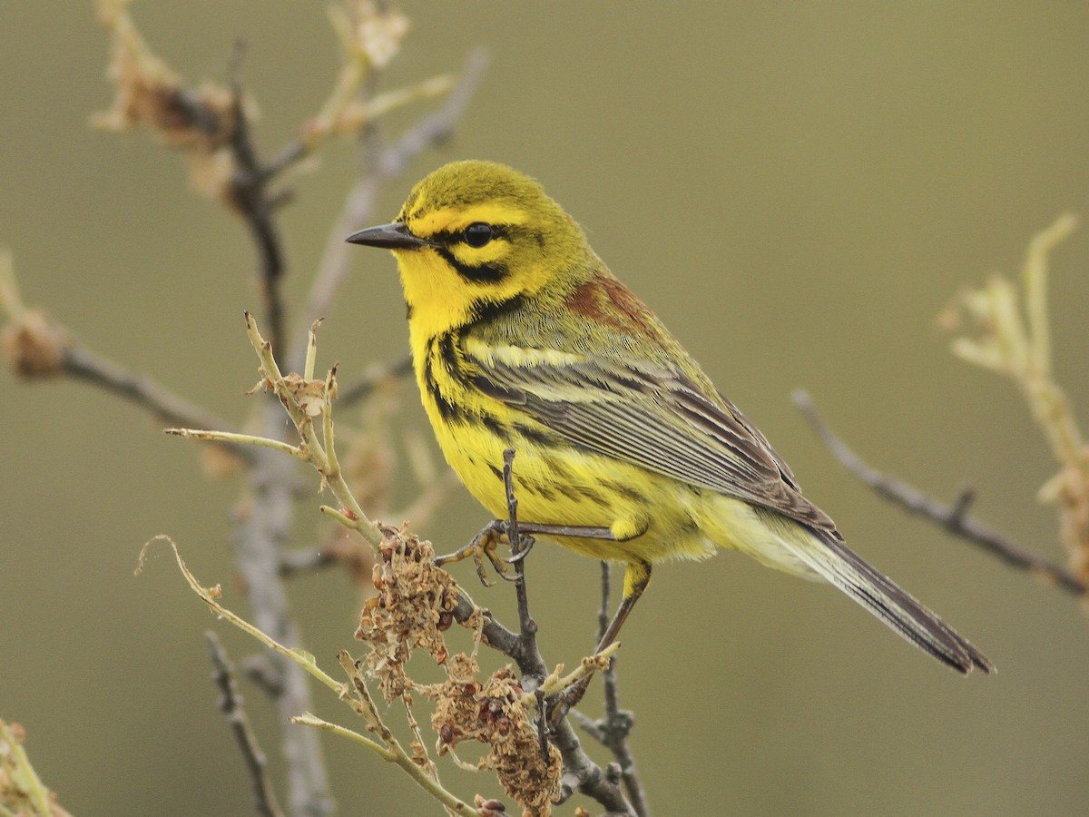 Prairie Warbler - Setophaga discolor - Birds of the World