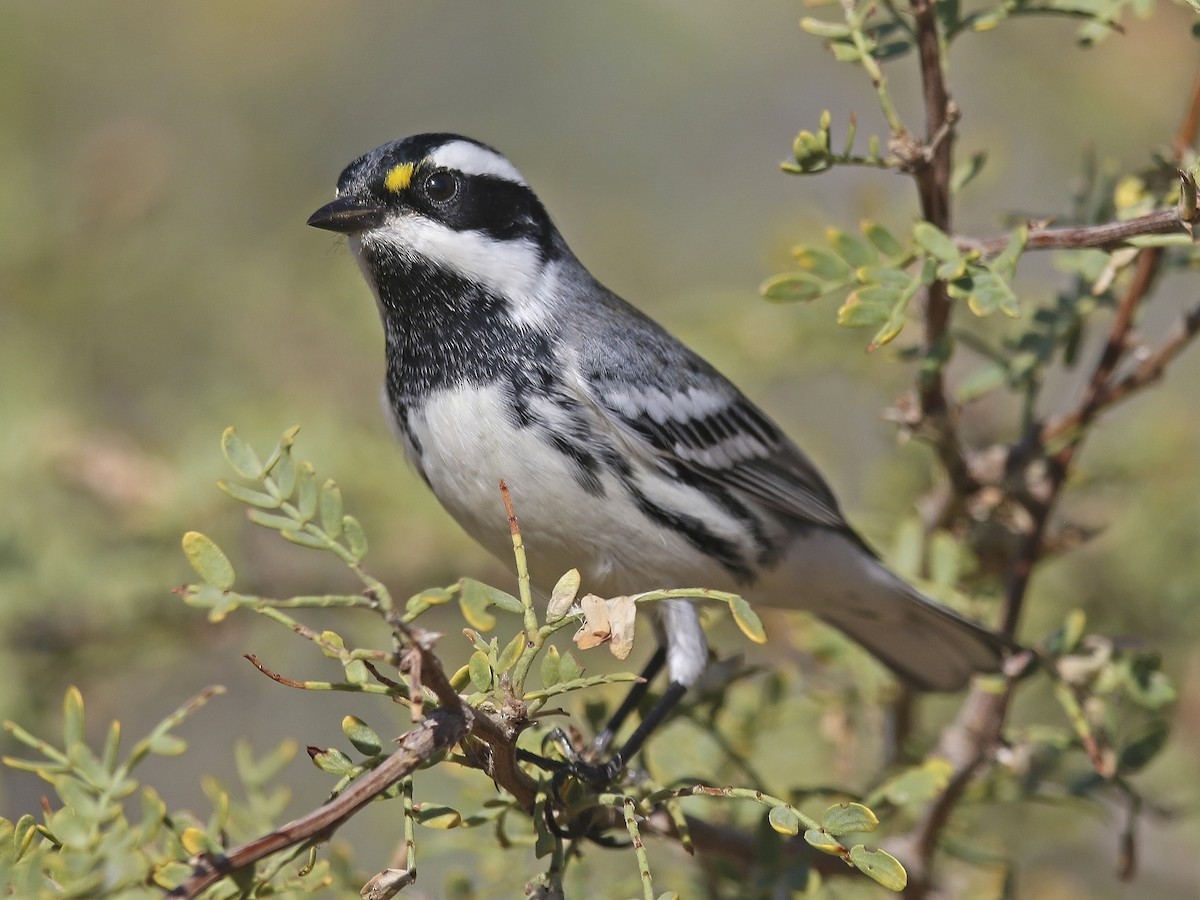 Black-throated Gray Warbler - Setophaga nigrescens - Birds of the World