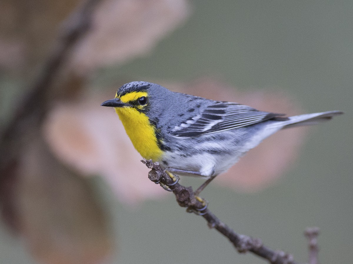 Grace's Warbler - Setophaga graciae - Birds of the World