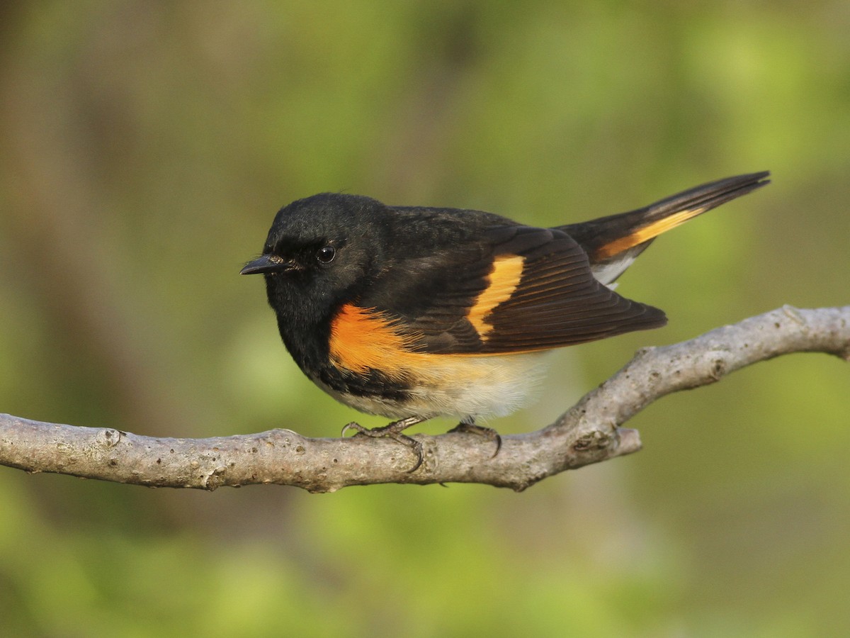 American Redstart - Setophaga ruticilla - Birds of the World