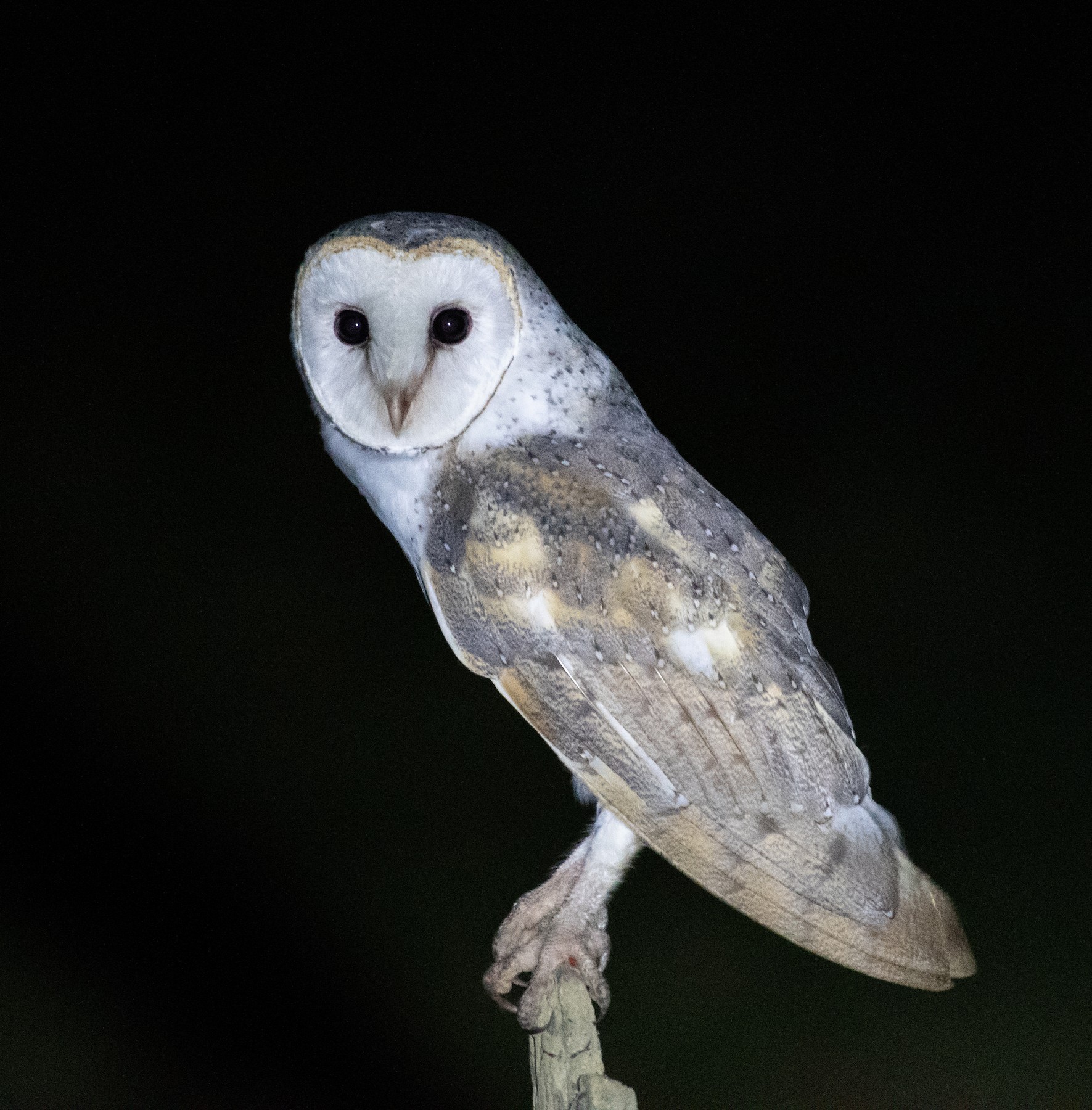 Barn Owl (Eastern) - eBird
