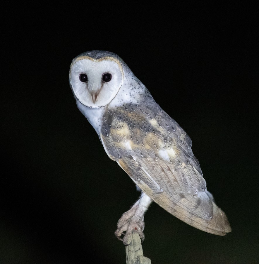 Barn Owl (Eastern) - eBird