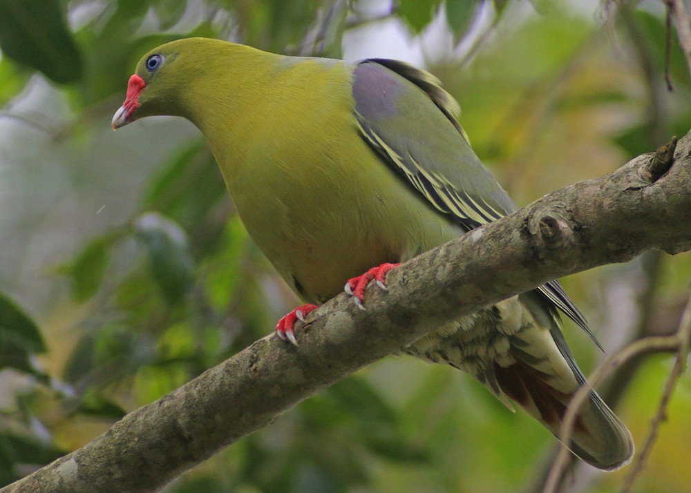 African Green-Pigeon (African) - eBird
