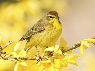 Palm Warbler - Setophaga palmarum - Birds of the World
