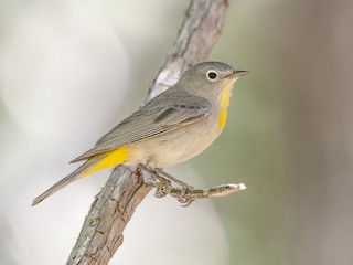 Virginia's Warbler - Leiothlypis virginiae - Birds of the World