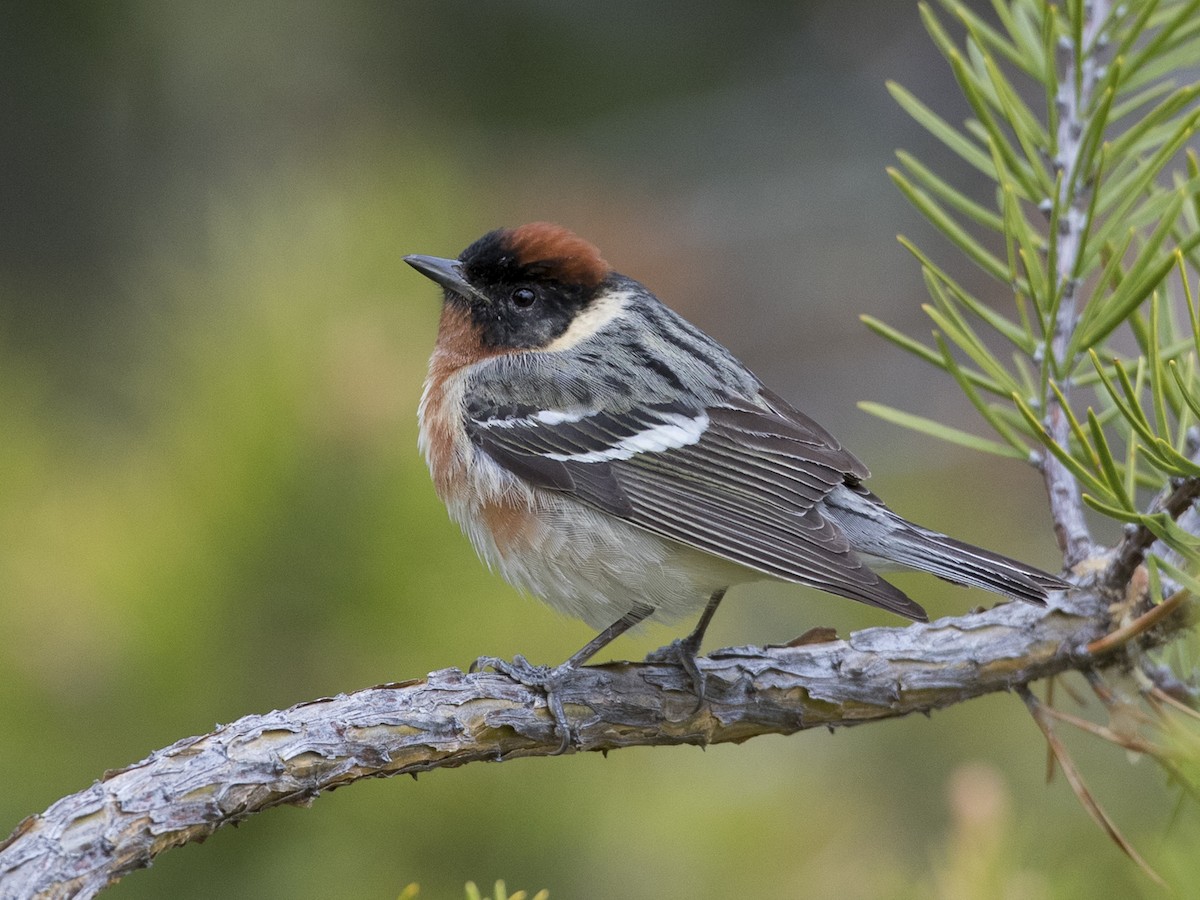 Bay-breasted Warbler - Setophaga castanea - Birds of the World