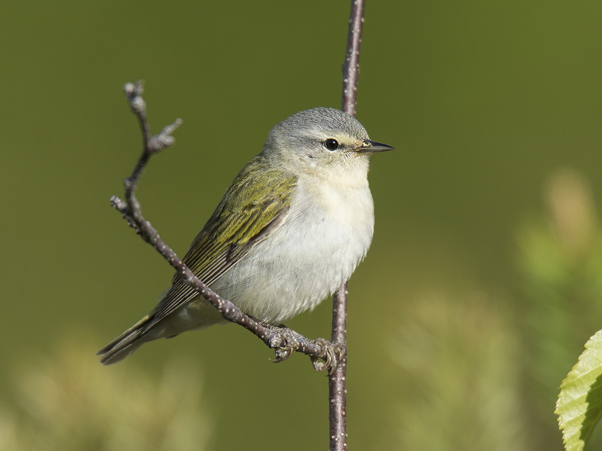 Tennessee Warbler - Leiothlypis peregrina - Birds of the World