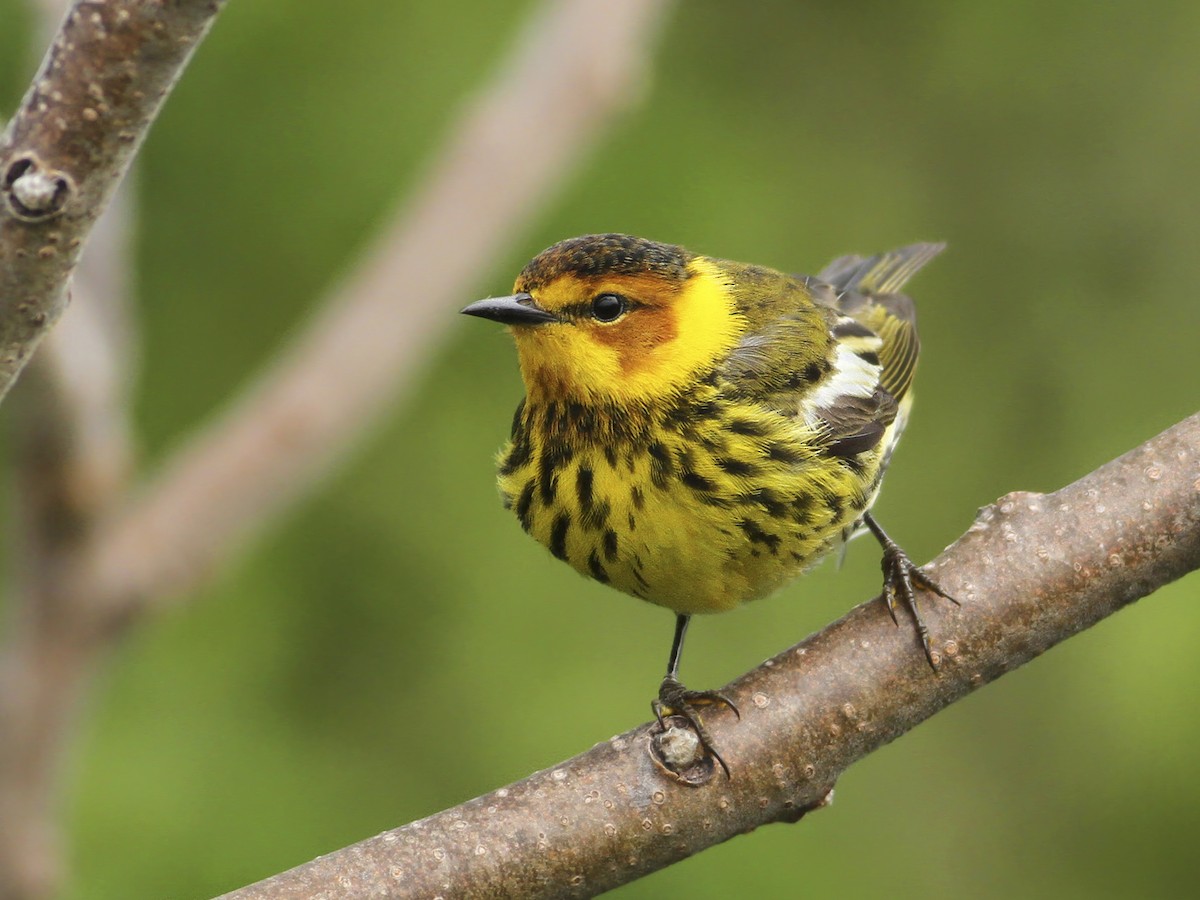 Cape May Warbler - Setophaga tigrina - Birds of the World