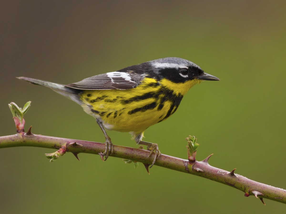 Magnolia Warbler - Setophaga magnolia - Birds of the World