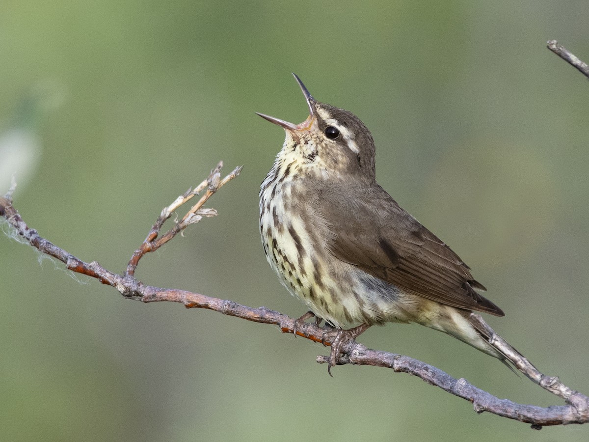 Northern Waterthrush - Parkesia noveboracensis - Birds of the World