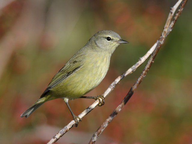 Orange Crowned Warbler Female