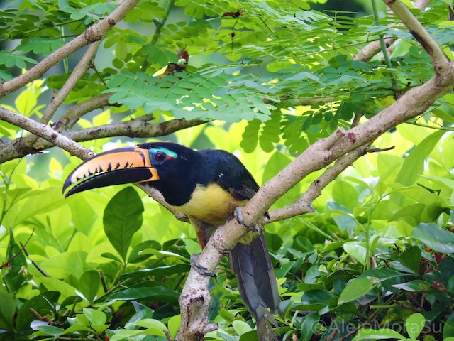 Lettered Aracari