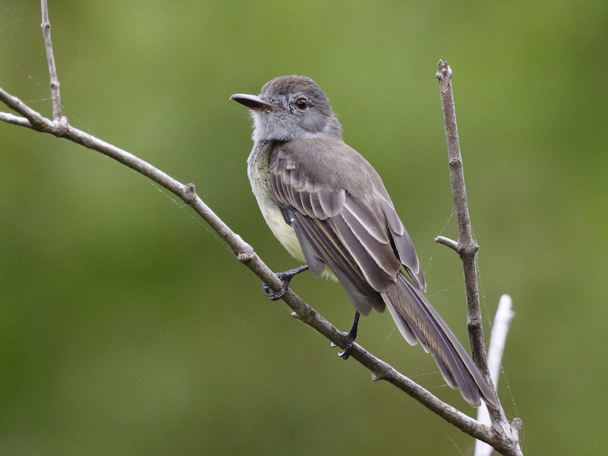 Venezuelan Flycatcher - Myiarchus venezuelensis - Birds of the World