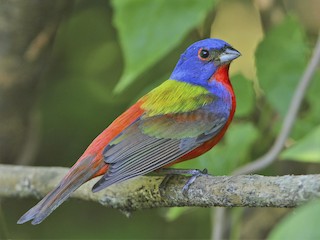 Painted Bunting - Passerina ciris - Birds of the World