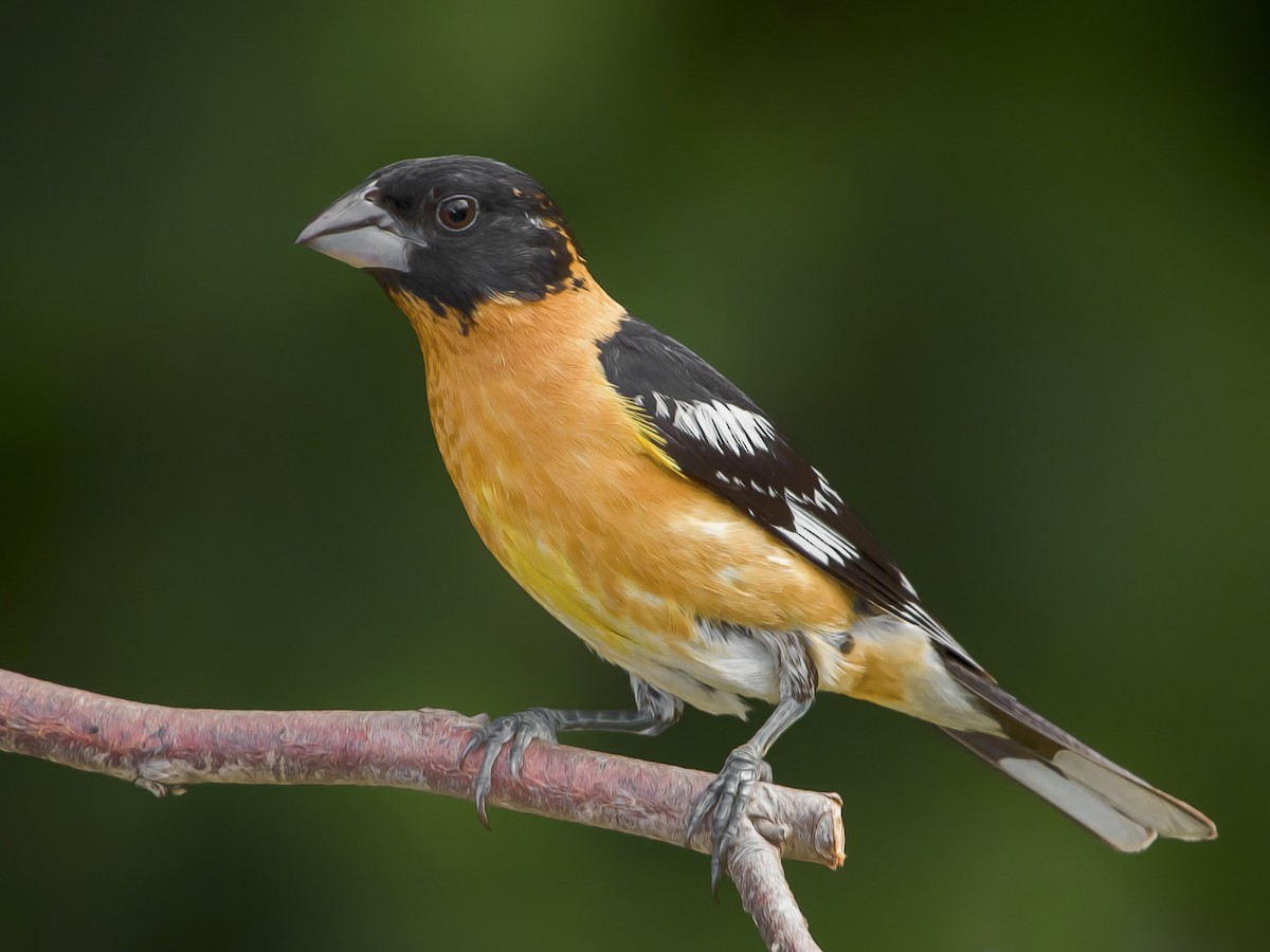 Black-headed Grosbeak - Pheucticus melanocephalus - Birds of the World