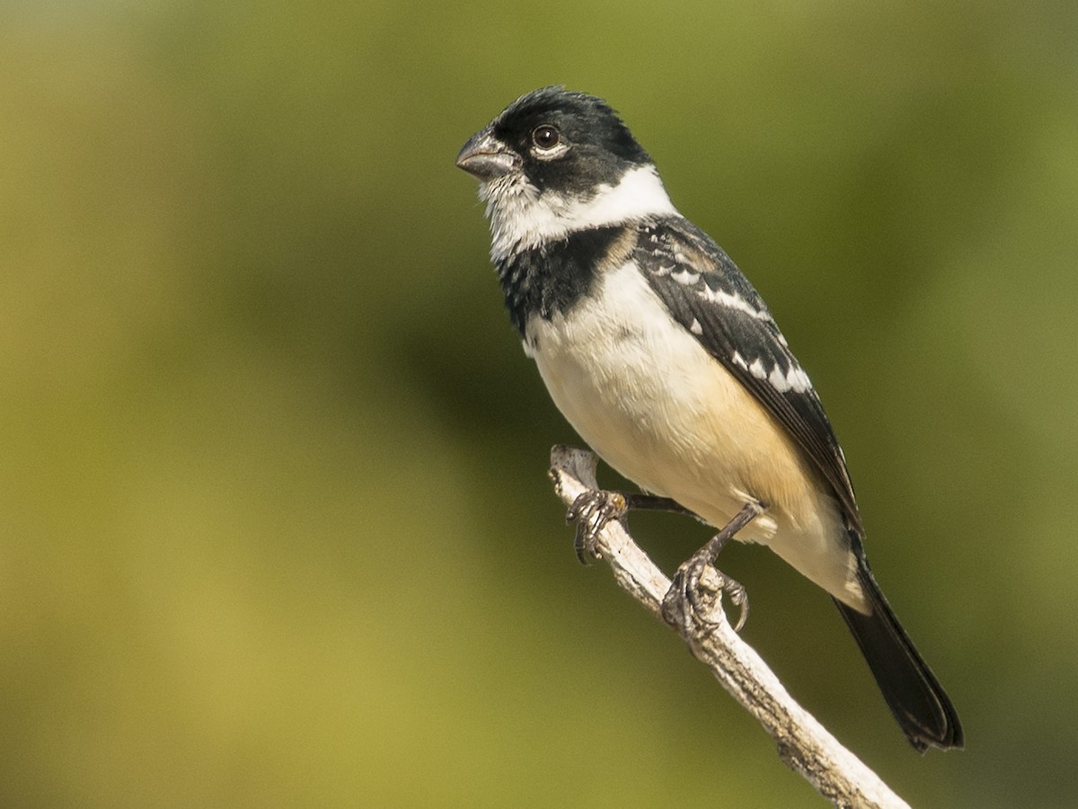 Morelet's Seedeater - Sporophila morelleti - Birds of the World