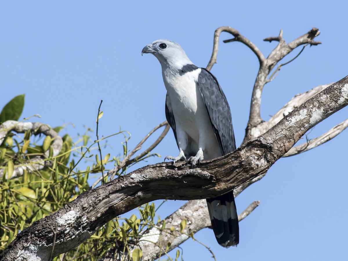 Gray-headed Kite - Leptodon cayanensis - Birds of the World