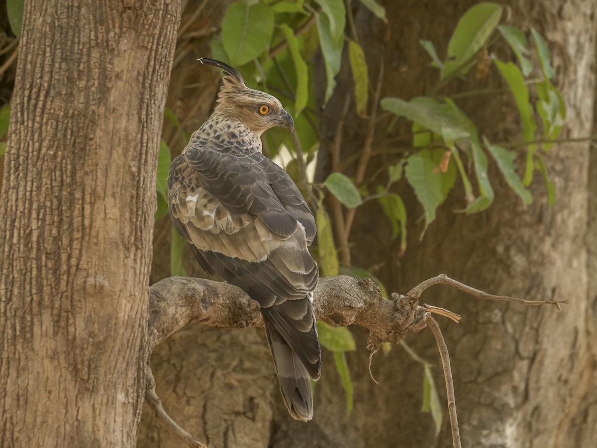 Jerdon's Baza - Aviceda jerdoni - Birds of the World