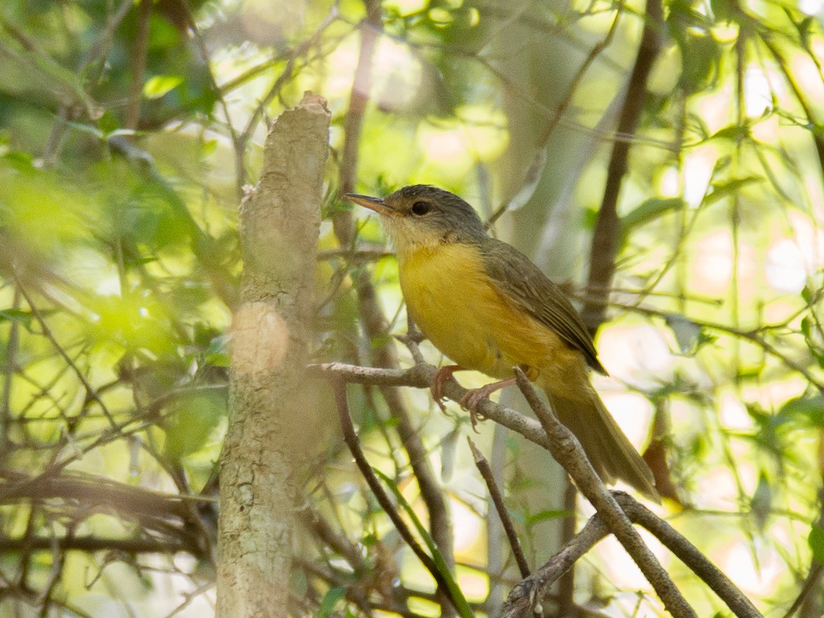 Appert's Tetraka - eBird