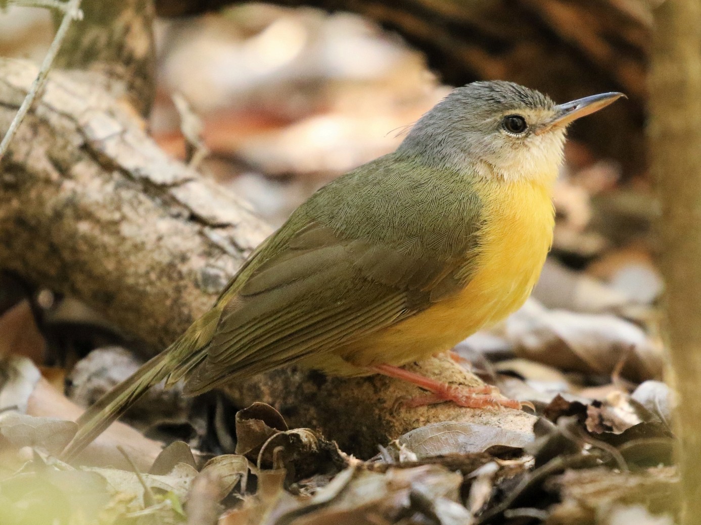 Appert's Tetraka - eBird