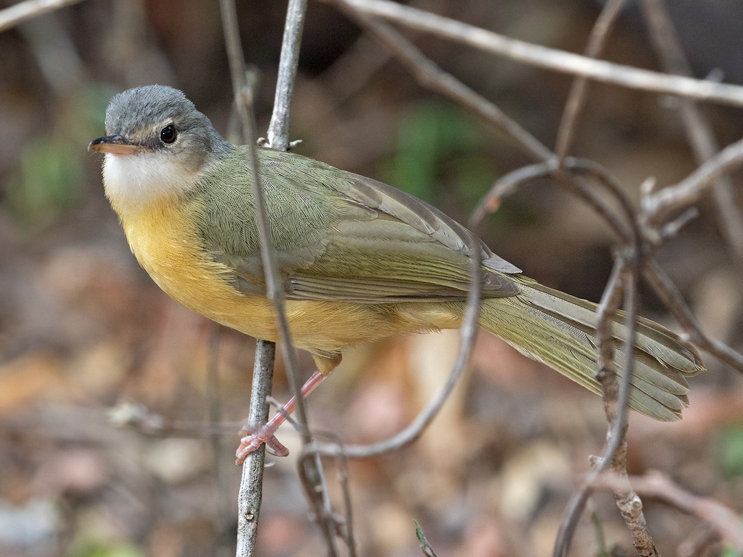 Appert's Tetraka - eBird