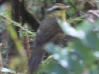 Yellow-browed Oxylabes - eBird