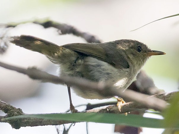 Cryptic Warbler - eBird