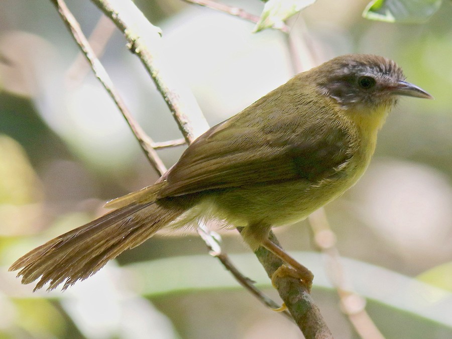 Wedge-tailed Jery - eBird