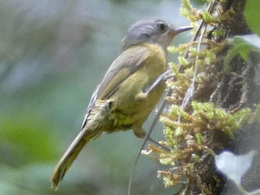 Grey-crowned Tetraka - eBird
