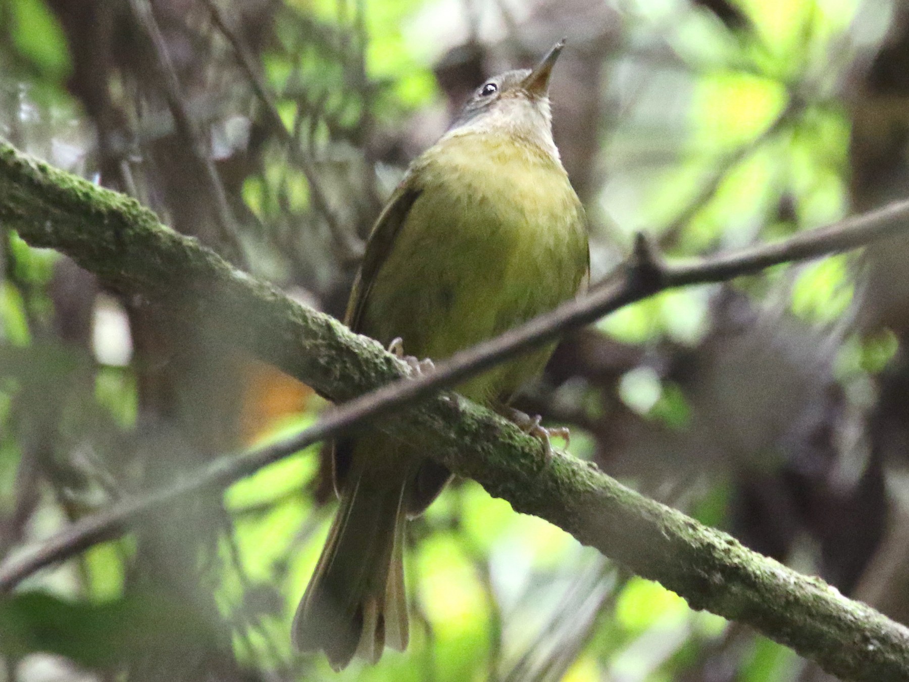 Gray-crowned Tetraka - eBird