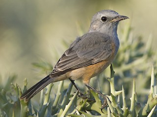 Littoral Rock-Thrush - eBird