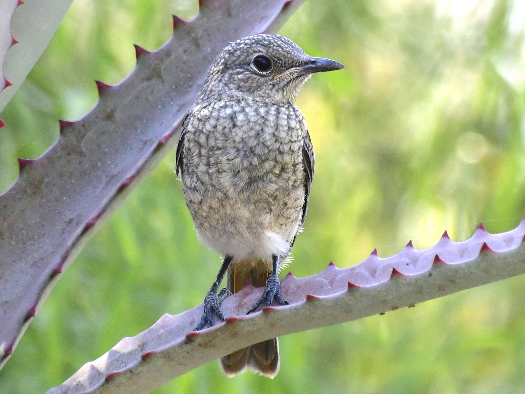 Littoral Rock-Thrush - eBird