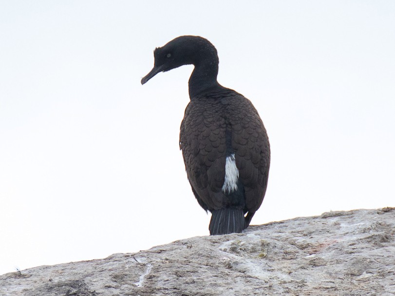 Bank Cormorant - eBird