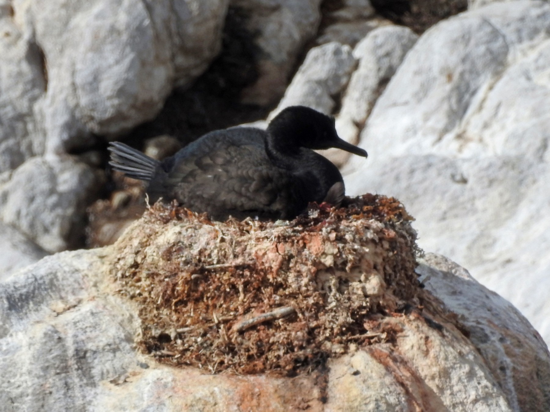Bank Cormorant - eBird