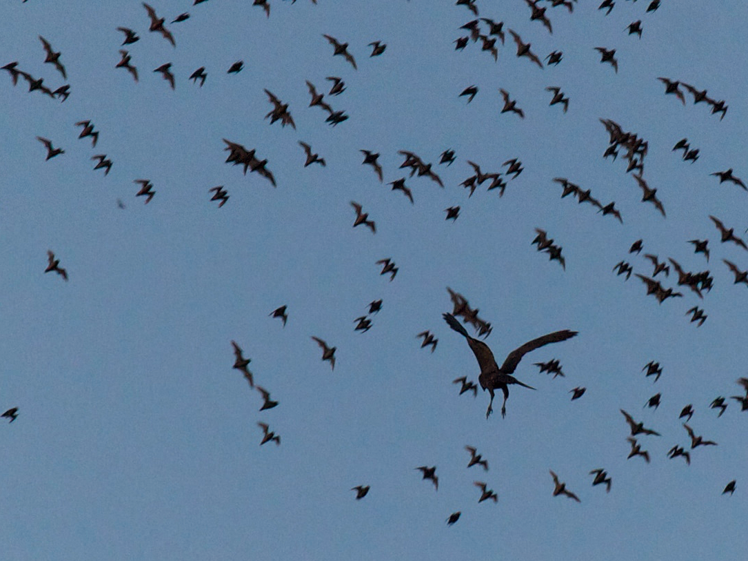 Bat Hawk - eBird