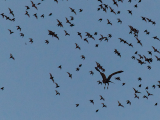 Bat Hawk - eBird
