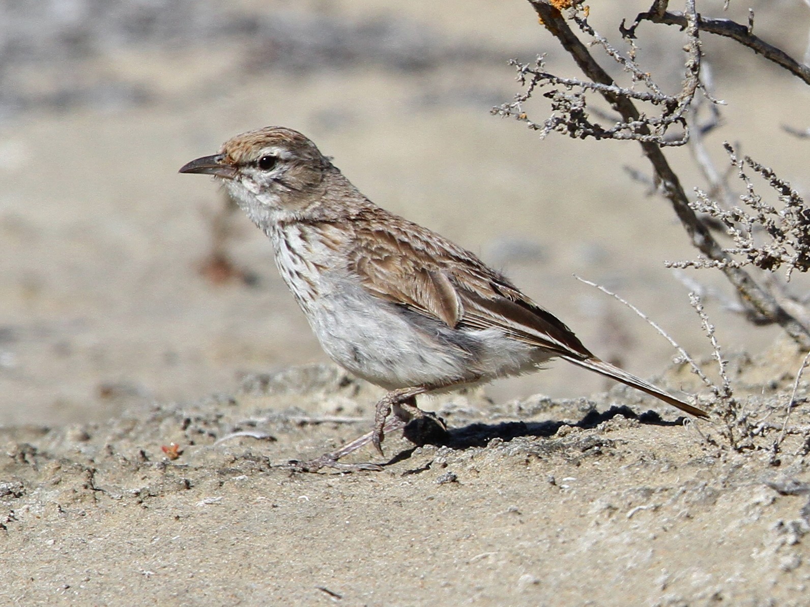 Alondra de las Dunas - eBird