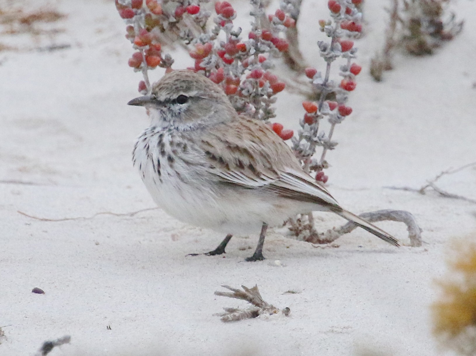 Alondra de las Dunas - eBird