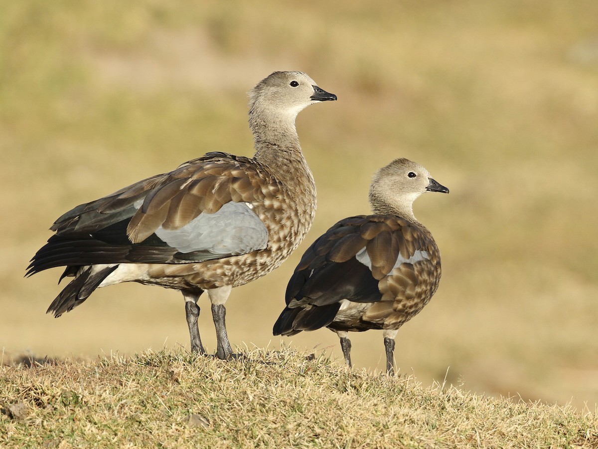 Blue-winged Goose - Cyanochen cyanoptera - Birds of the World