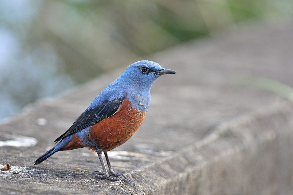 ML193761951 - Blue Rock-Thrush - Macaulay Library